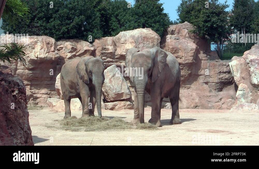 Zoo habitat natural Stock Videos & Footage - HD and 4K Video Clips - Alamy