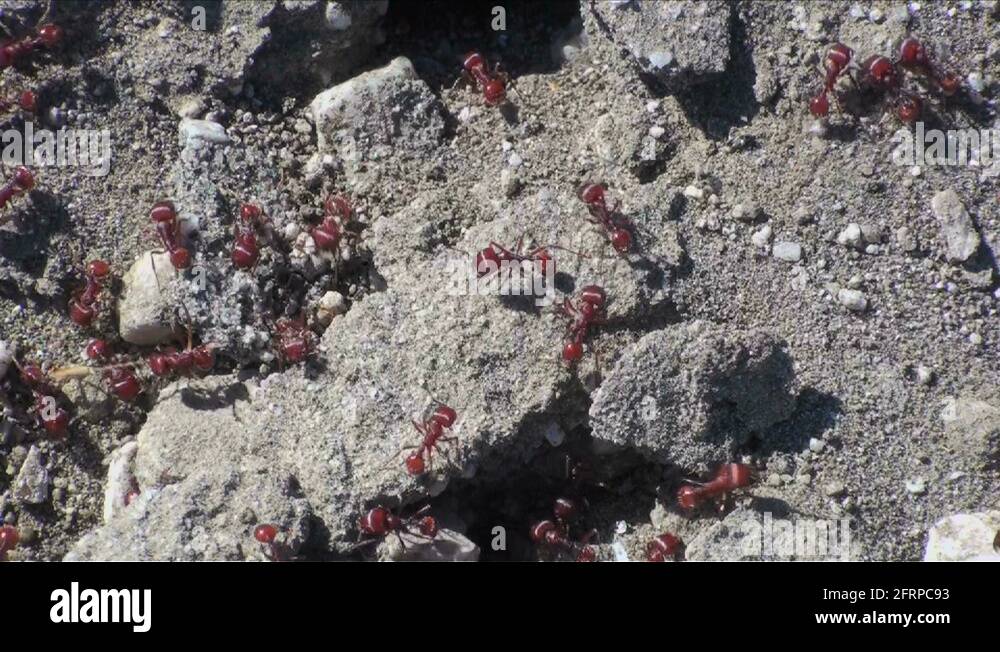 Industrious ants Stock Videos & Footage - HD and 4K Video Clips - Alamy