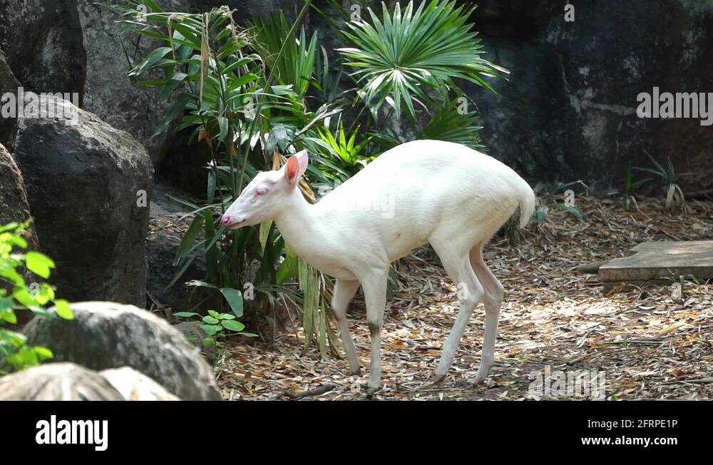 Roe dear Stock Videos & Footage - HD and 4K Video Clips - Alamy