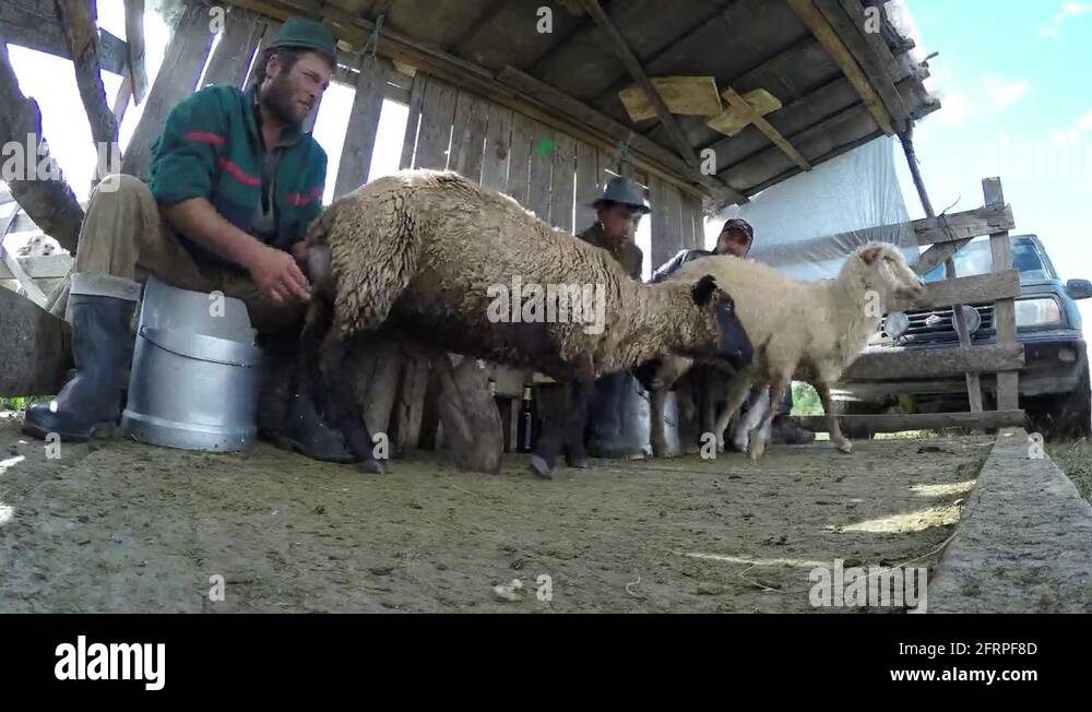 Romanian milk Stock Videos & Footage - HD and 4K Video Clips - Alamy