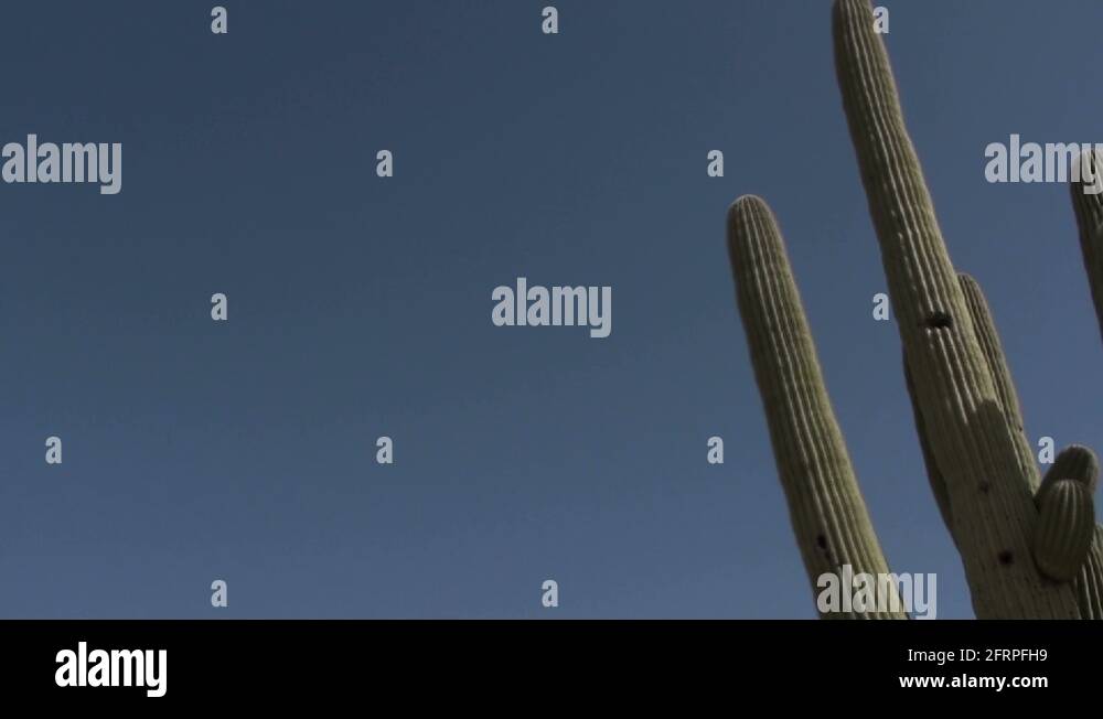 Saguaro texture Stock Videos & Footage - HD and 4K Video Clips - Alamy