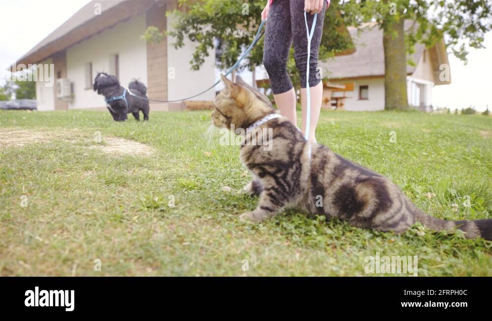 Dog under control Stock Videos & Footage - HD and 4K Video Clips - Alamy