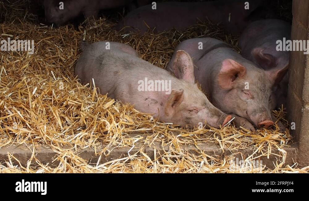 The pigsty Stock Videos & Footage - HD and 4K Video Clips - Alamy