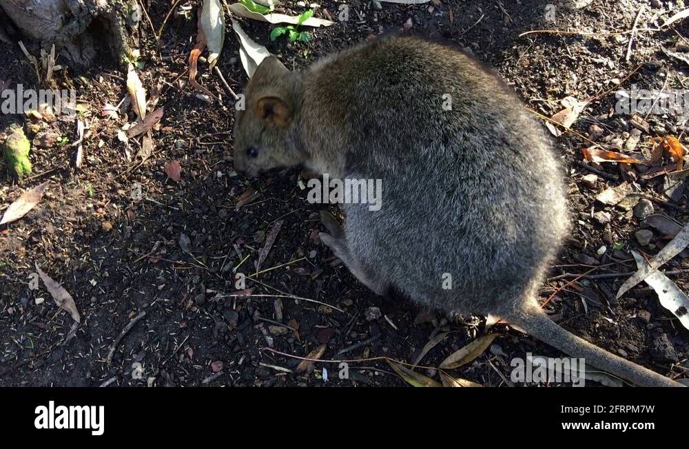 Marsupial mammal australian wildlife Stock Videos & Footage - HD and 4K ...