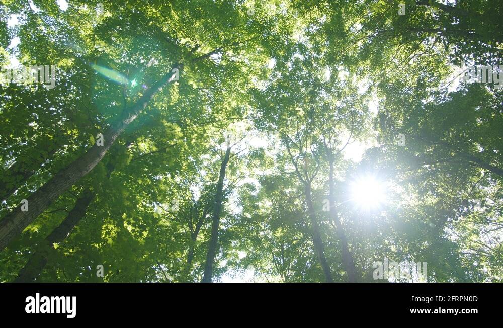 Deciduous trees canada Stock Videos & Footage - HD and 4K Video Clips ...