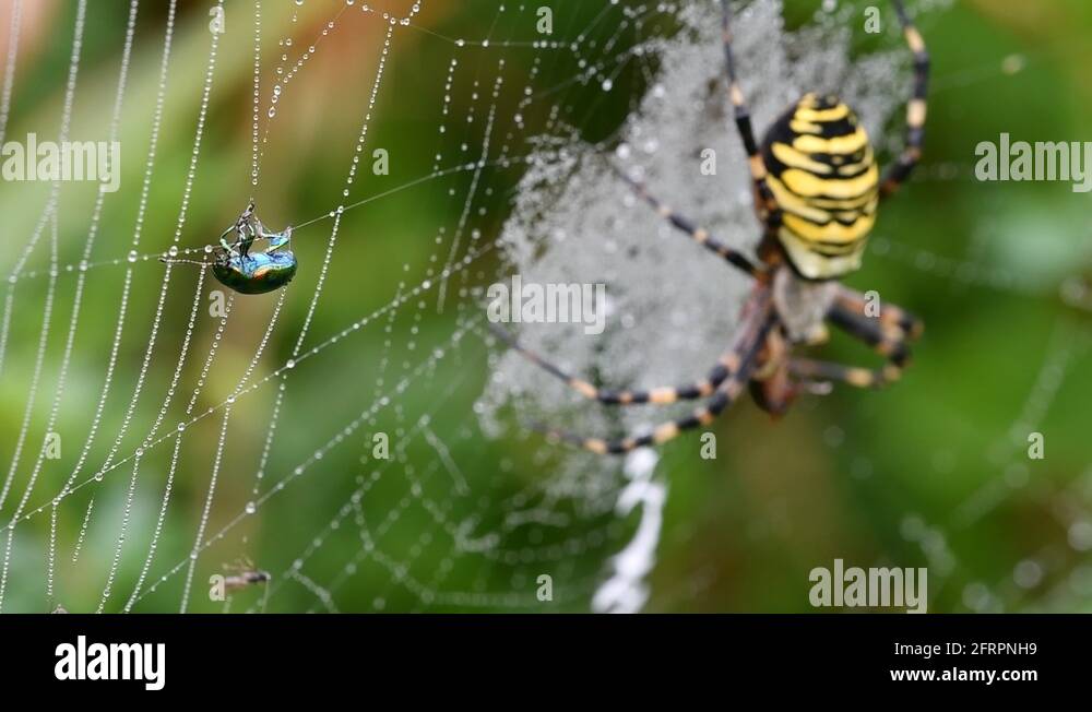 Spiders eating insects Stock Videos & Footage - HD and 4K Video Clips ...