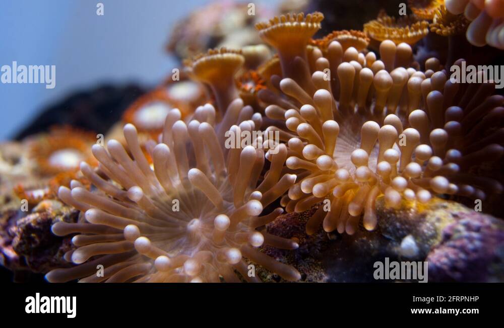Corallimorph Stock Videos & Footage - HD and 4K Video Clips - Alamy