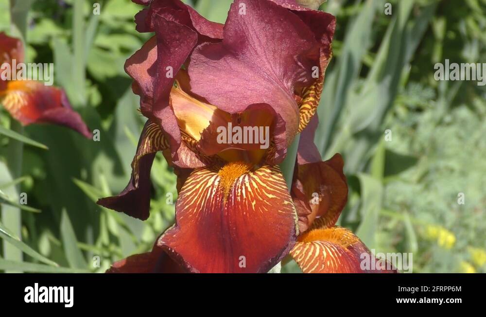 Chocolate cream color Stock Videos & Footage - HD and 4K Video Clips ...