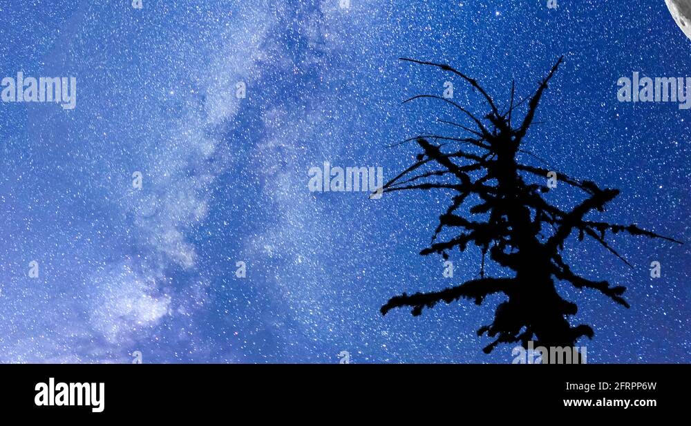 Milky Way. Dead tree silhouette Full Moon 4k timelapse. Pan Stock Video ...