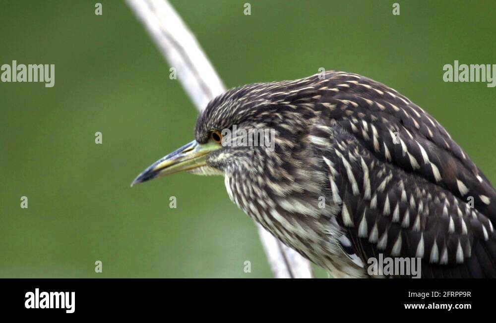 Annidamento Stock Videos & Footage - HD and 4K Video Clips - Alamy