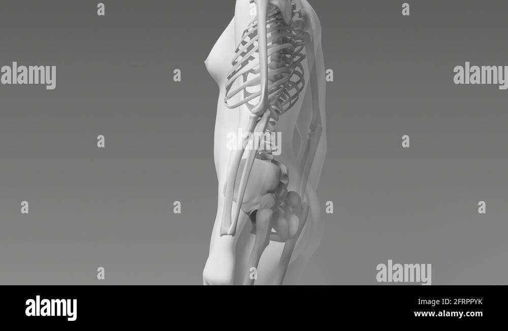 Anatomy Of A Young Female Body With Visible Skeleton Stock Video ...