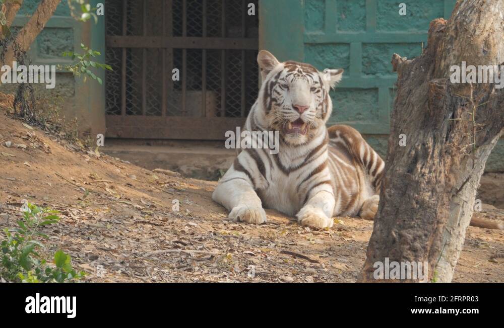 White tiger,Bhubaneswar,Nandankanan Zoo,India Stock Video Footage - Alamy