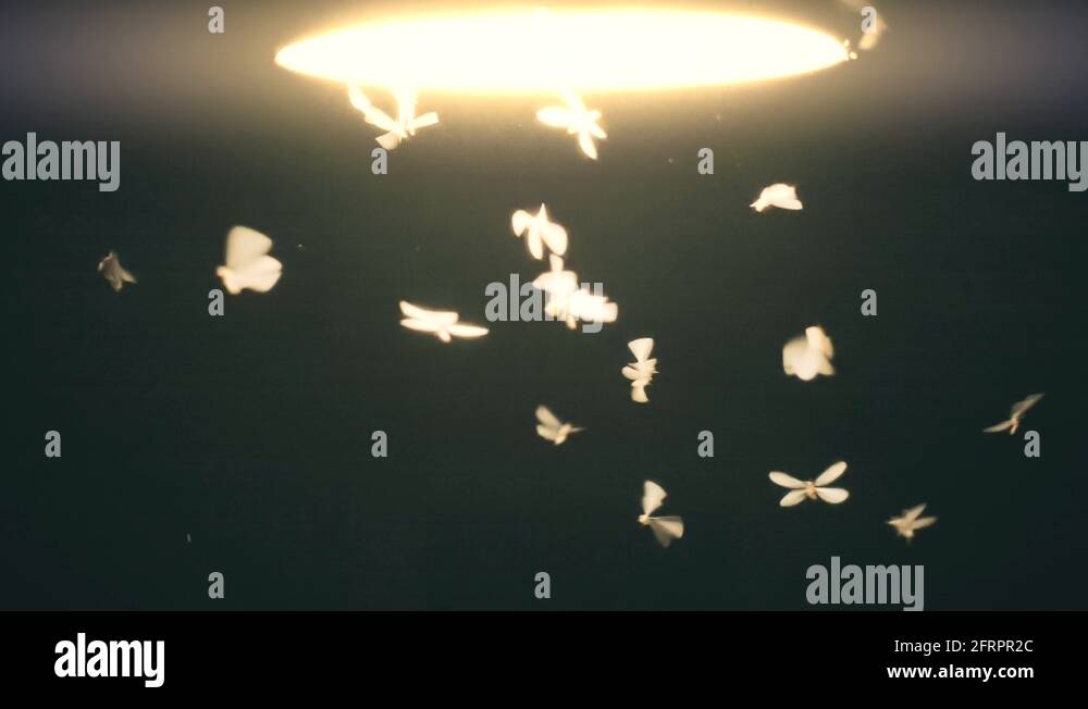 Dark and light moths Stock Videos & Footage - HD and 4K Video Clips - Alamy