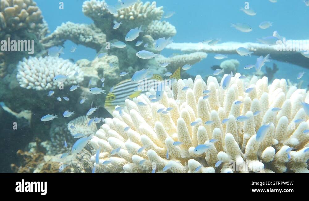 Fish dance Stock Videos & Footage - HD and 4K Video Clips - Alamy