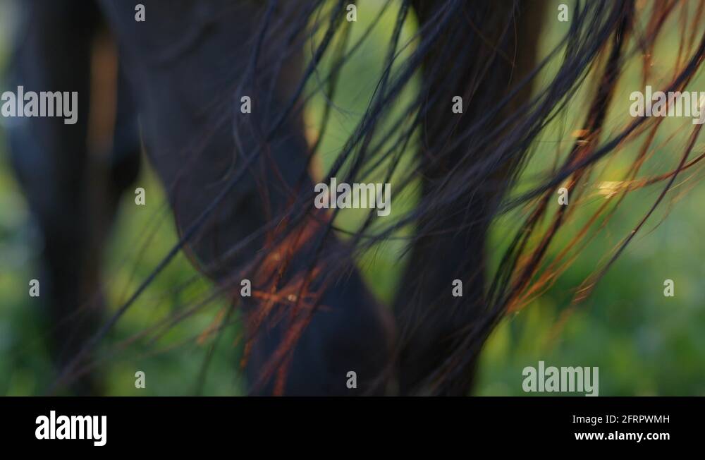 Horse swatting tail Stock Videos & Footage - HD and 4K Video Clips - Alamy