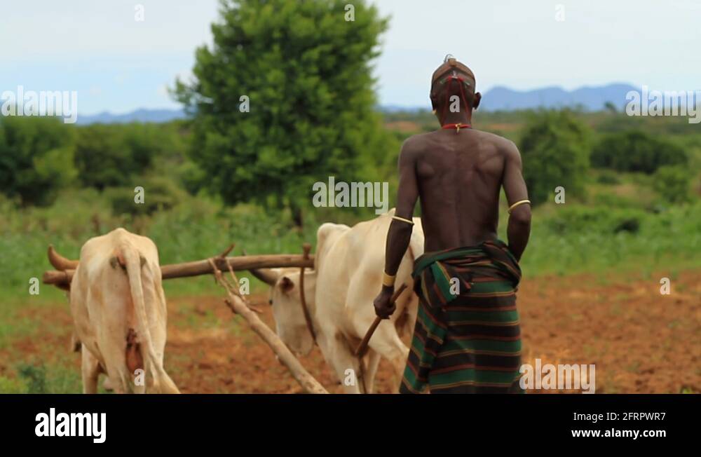 Methods of farming Stock Videos & Footage - HD and 4K Video Clips - Alamy