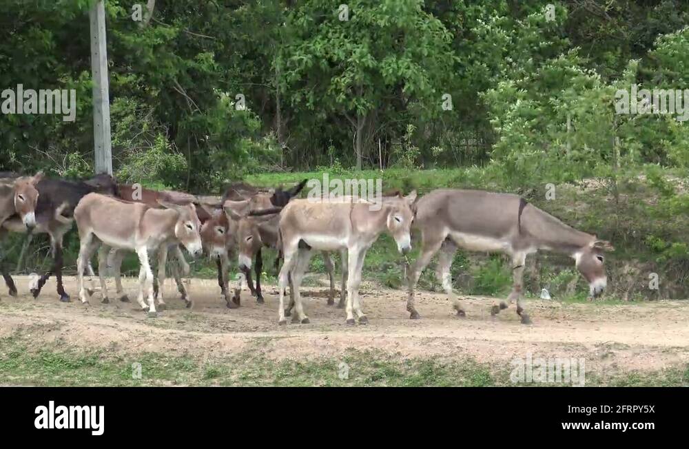 Donkey walking on road Stock Videos & Footage - HD and 4K Video Clips ...
