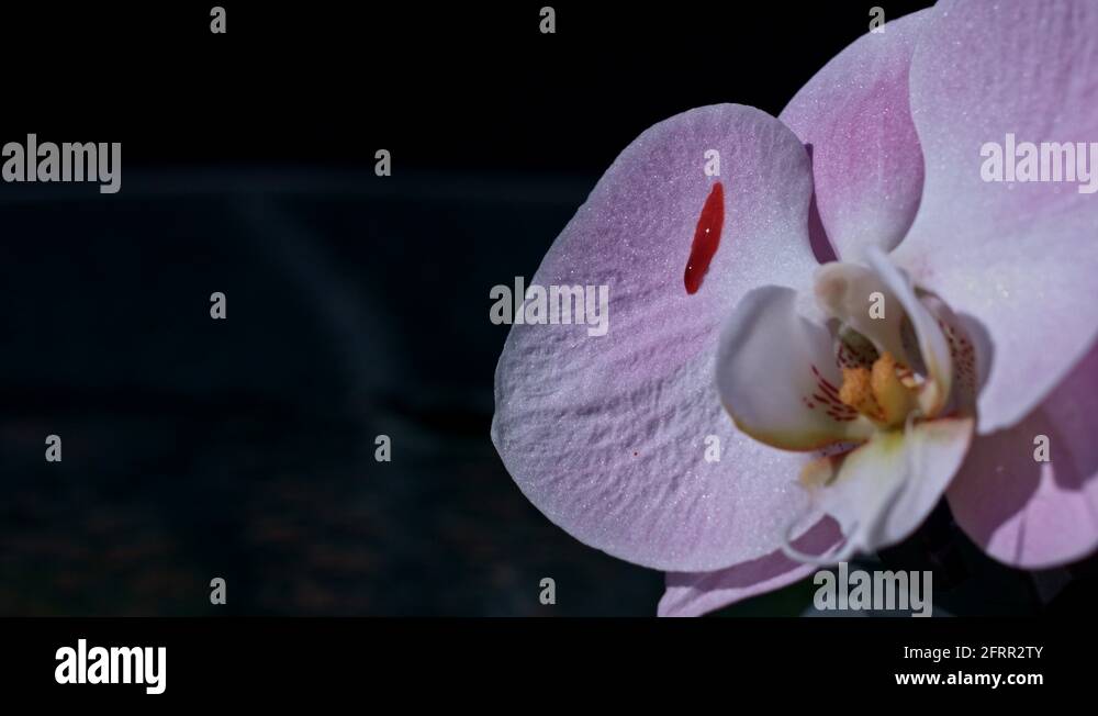 Nightmare flower Stock Videos & Footage - HD and 4K Video Clips - Alamy
