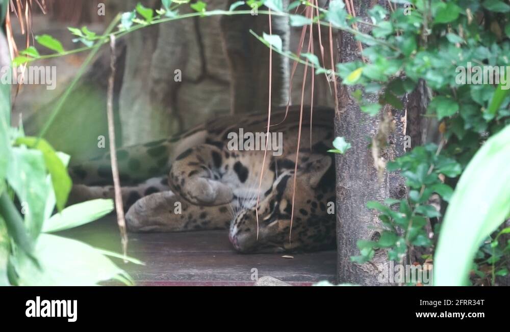 Clouded leopard Stock Videos & Footage - HD and 4K Video Clips - Alamy