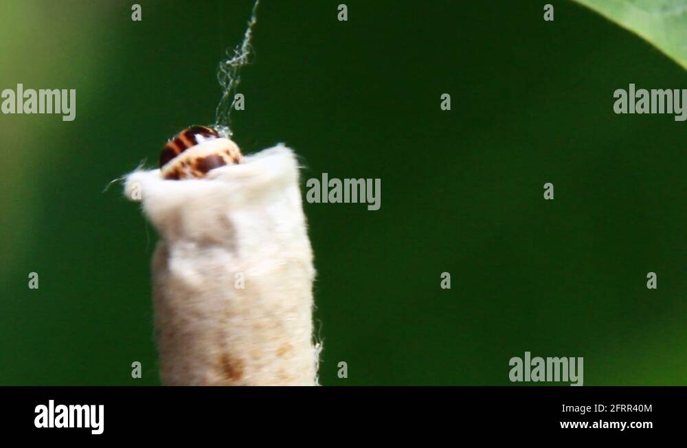 Silk worm cocoon on leaves Stock Videos & Footage - HD and 4K Video ...