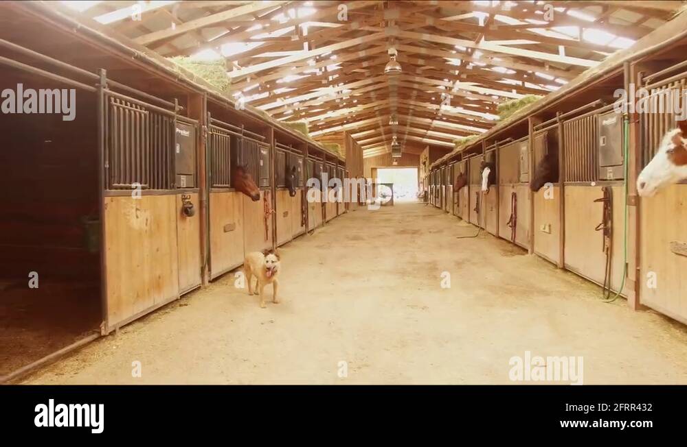 Horse Barn Walk through with dogs Stock Video Footage - Alamy
