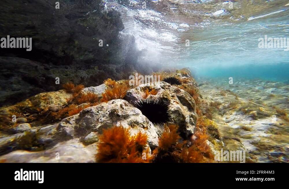 Shallow water waves Stock Videos & Footage - HD and 4K Video Clips - Alamy