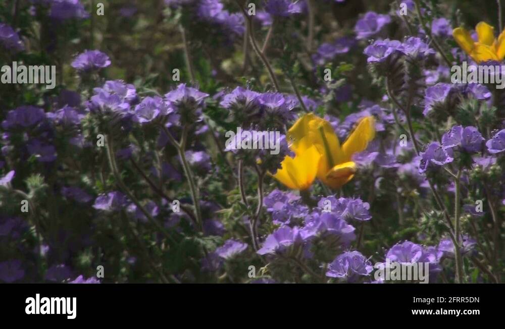Rare wildflowers Stock Videos & Footage - HD and 4K Video Clips - Alamy
