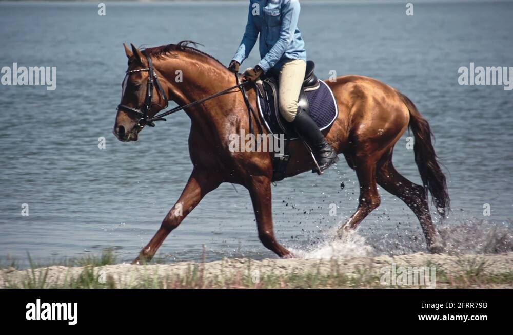 Bloodstock horse Stock Videos & Footage - HD and 4K Video Clips - Alamy