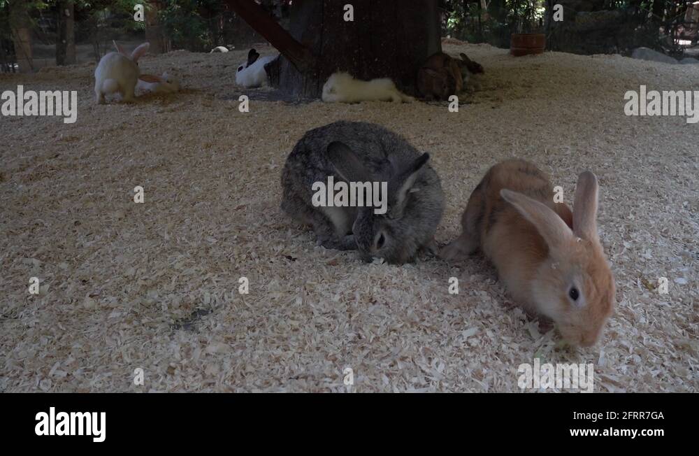 Pawed mammals Stock Videos & Footage - HD and 4K Video Clips - Alamy