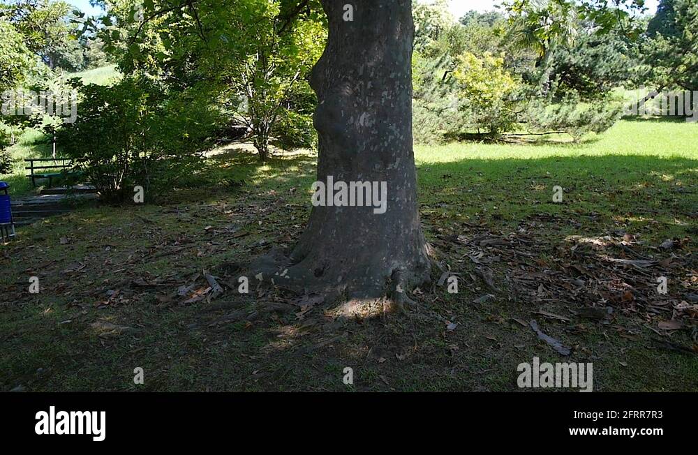 Platan Stock Videos & Footage - HD and 4K Video Clips - Alamy