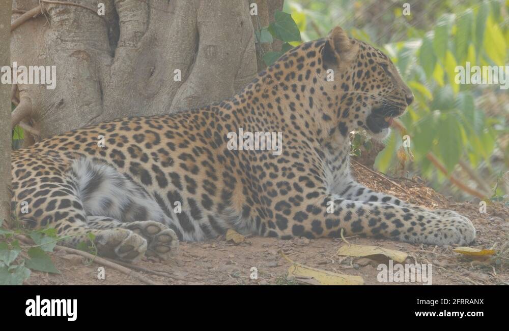 Leopard of india Stock Videos & Footage - HD and 4K Video Clips - Alamy
