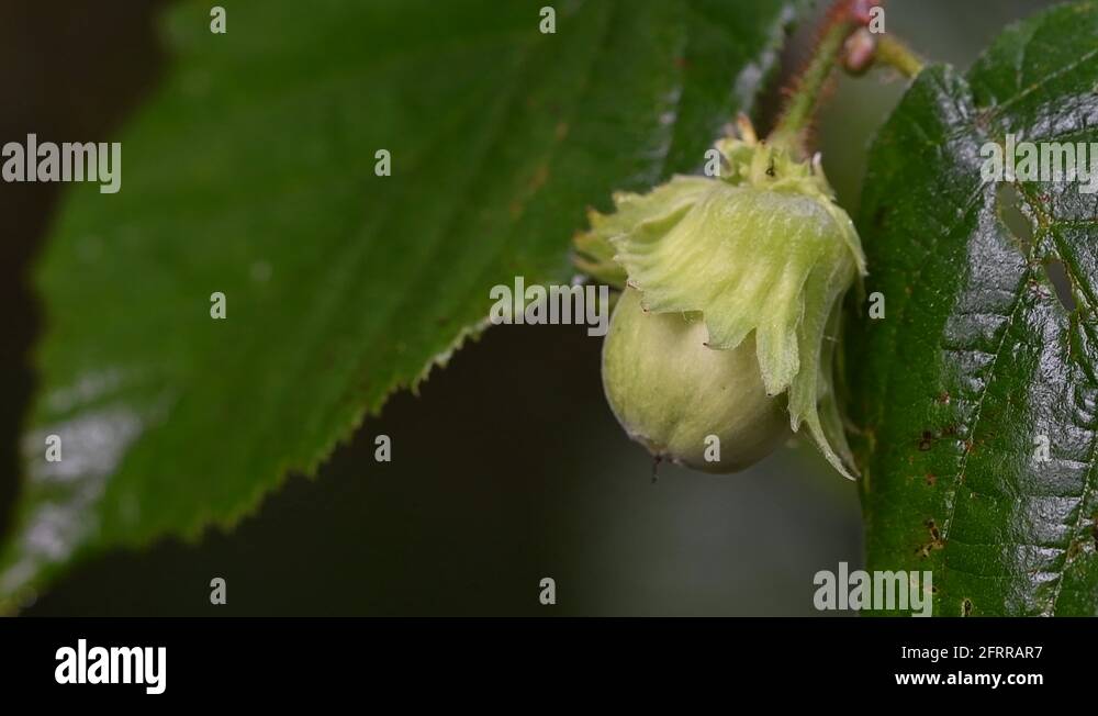 Involucre Stock Videos & Footage - HD and 4K Video Clips - Alamy