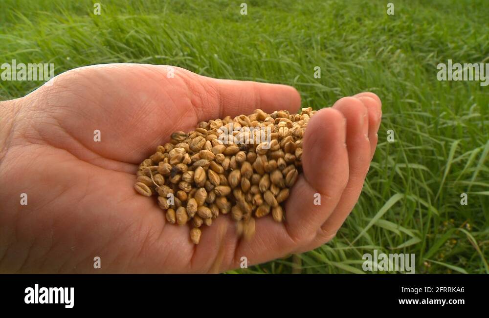 Grain in the palm Stock Videos & Footage - HD and 4K Video Clips - Alamy