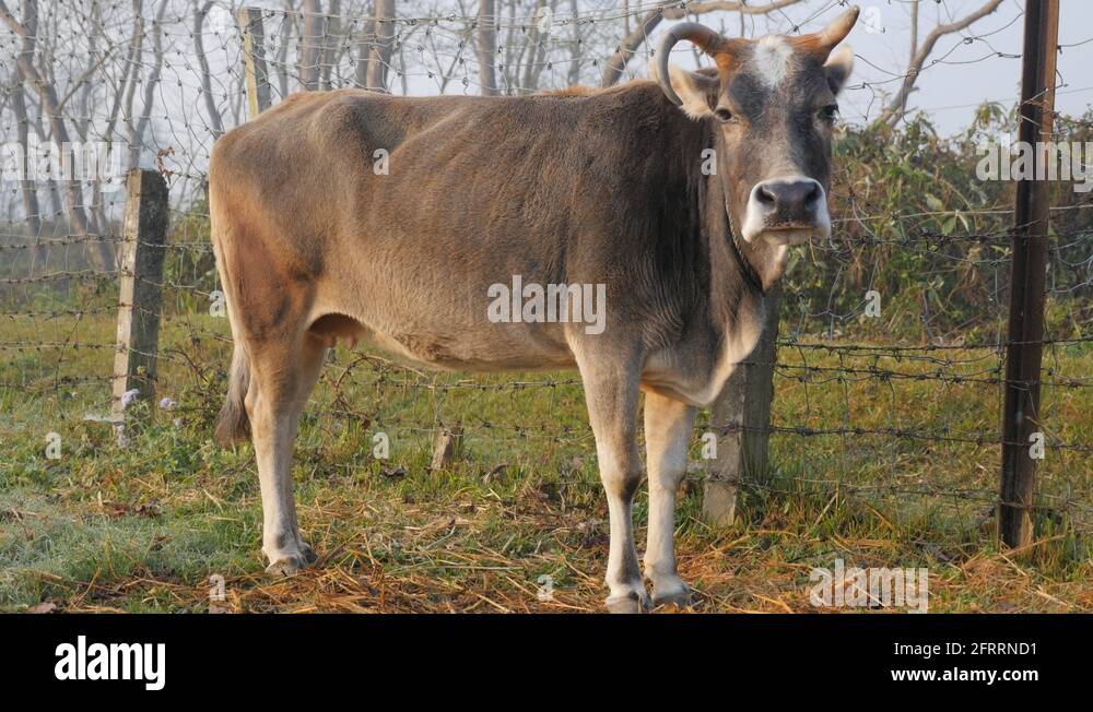 Animal nepali Stock Videos & Footage - HD and 4K Video Clips - Alamy