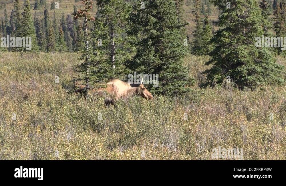 Moose walking Stock Videos & Footage - HD and 4K Video Clips - Alamy