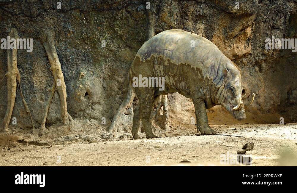 Pig deer Stock Videos & Footage - HD and 4K Video Clips - Alamy