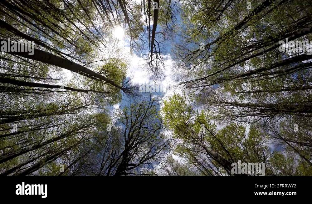 Green forest high trees Stock Videos & Footage - HD and 4K Video Clips ...