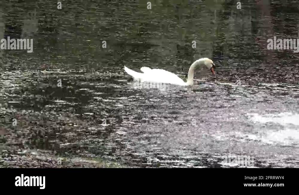 Swan feeding Stock Videos & Footage - HD and 4K Video Clips - Alamy