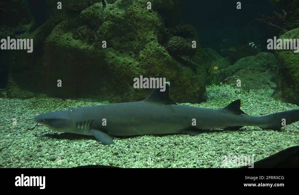 Underwater marine life on sandy Stock Videos & Footage - HD and 4K ...