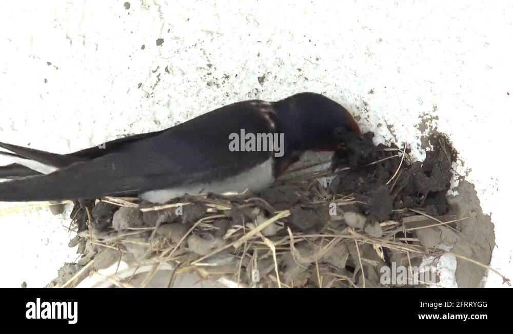 Mud stick Stock Videos & Footage - HD and 4K Video Clips - Alamy