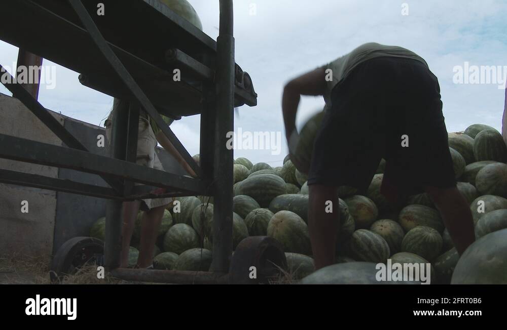 Young latino workers load watermelons from truck onto conveyer for ...