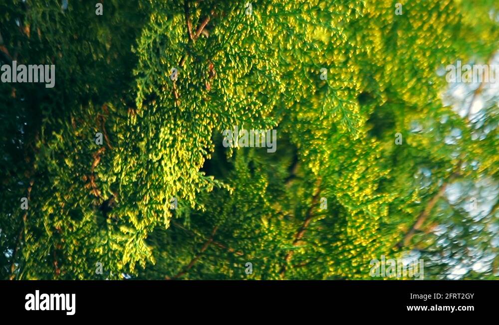 White cypress pine Stock Videos & Footage - HD and 4K Video Clips - Alamy