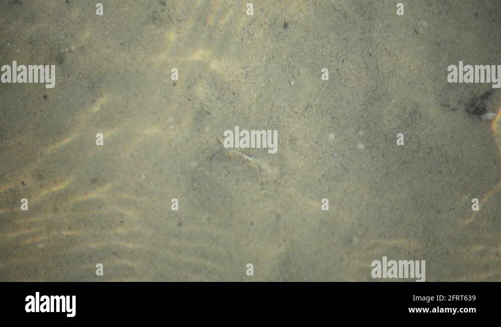 Marine Crab Dig out of the Sand on the Seabed. Top View, Slow Motion ...