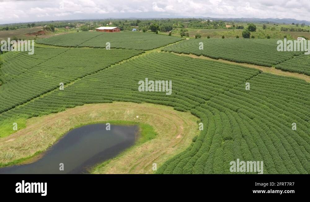 Chiang rai tea Stock Videos & Footage - HD and 4K Video Clips - Alamy