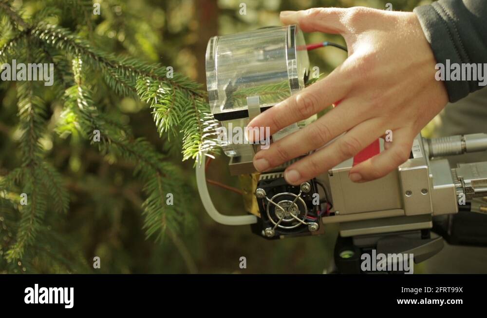 Research on photosynthesis in conifers, spruce, scientific study ...