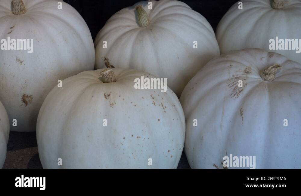 White pumpkins Stock Videos & Footage - HD and 4K Video Clips - Alamy