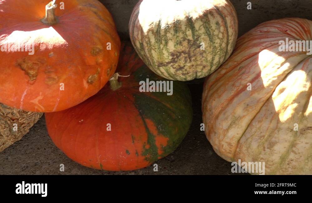 Autumnal pumpkins squash Stock Videos & Footage - HD and 4K Video Clips ...