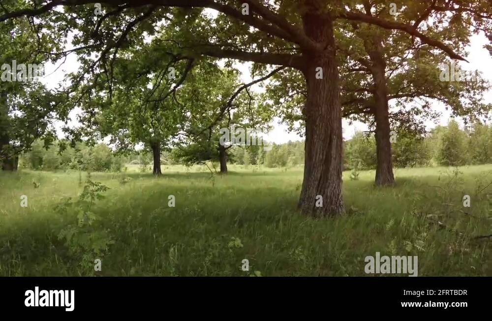 The sound of trees Stock Videos & Footage - HD and 4K Video Clips - Alamy