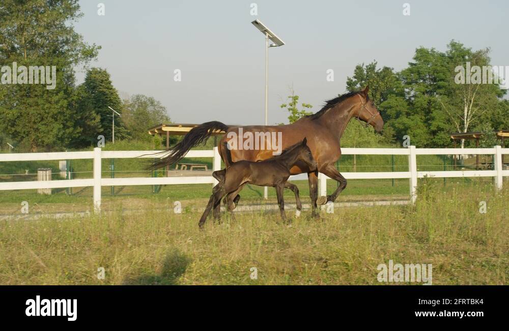 Colt cars Stock Videos & Footage - HD and 4K Video Clips - Alamy