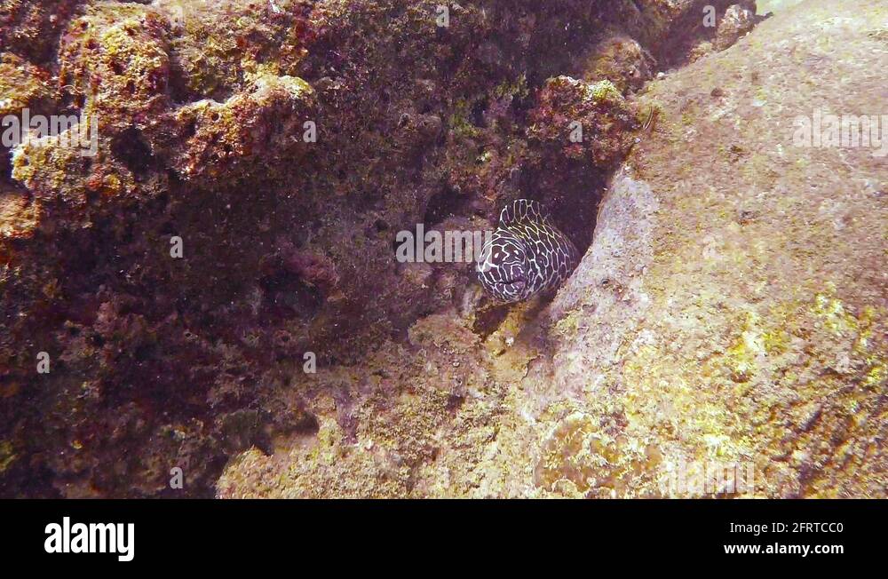 Honeycomb Moray eel hiding in hole in bottom of sea. Thailand, Phuket ...